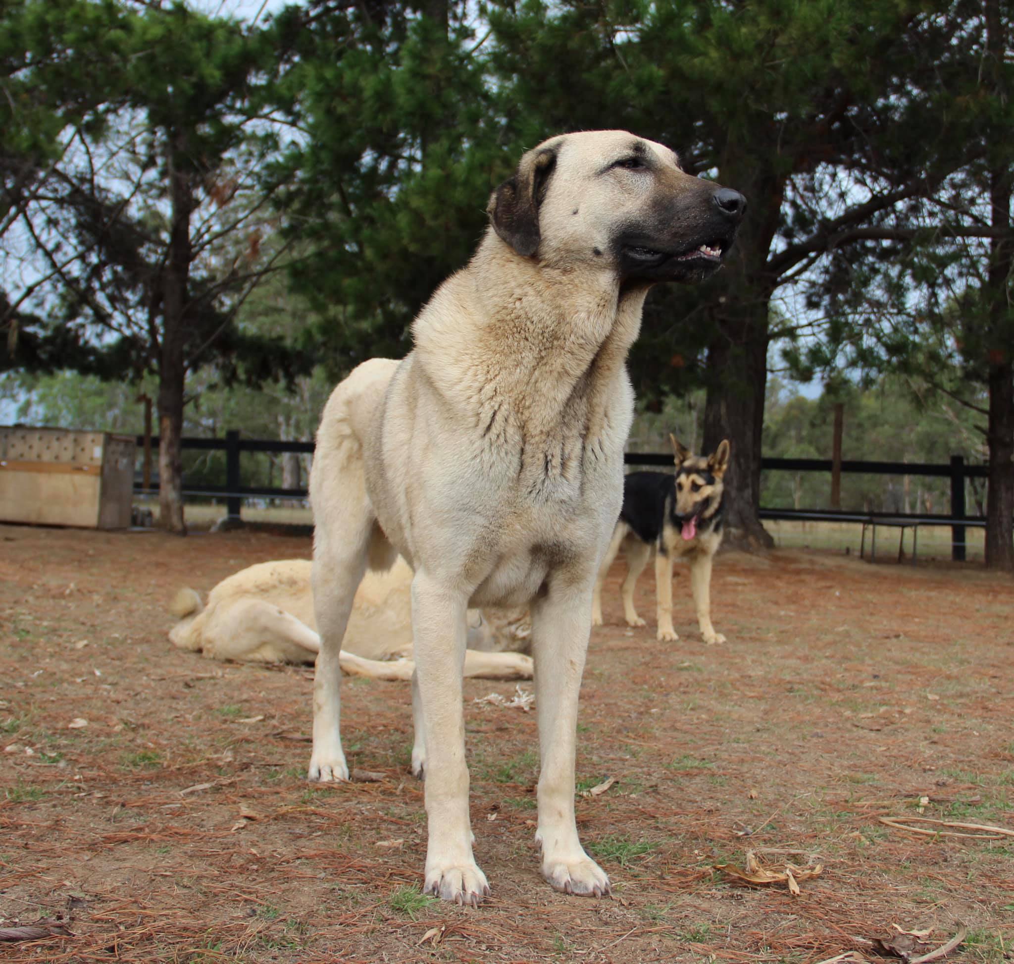 Haskan dogs – haskangal