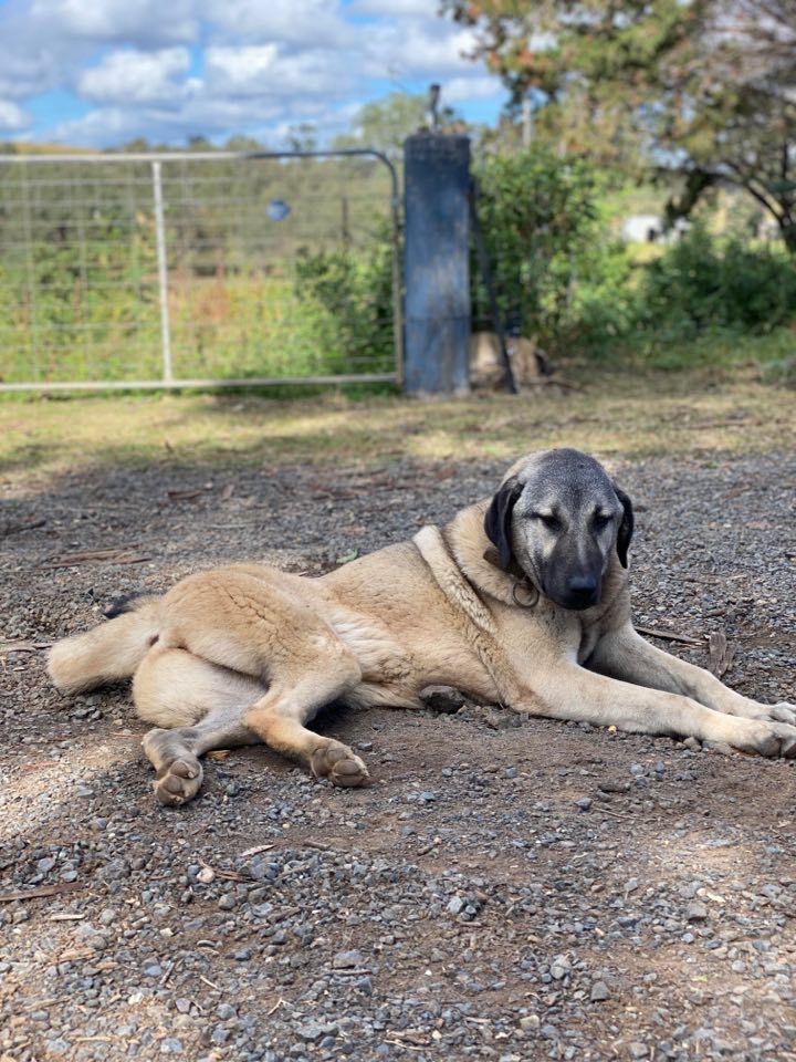 Haskan dogs – haskangal