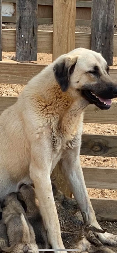 Haskan dogs – haskangal